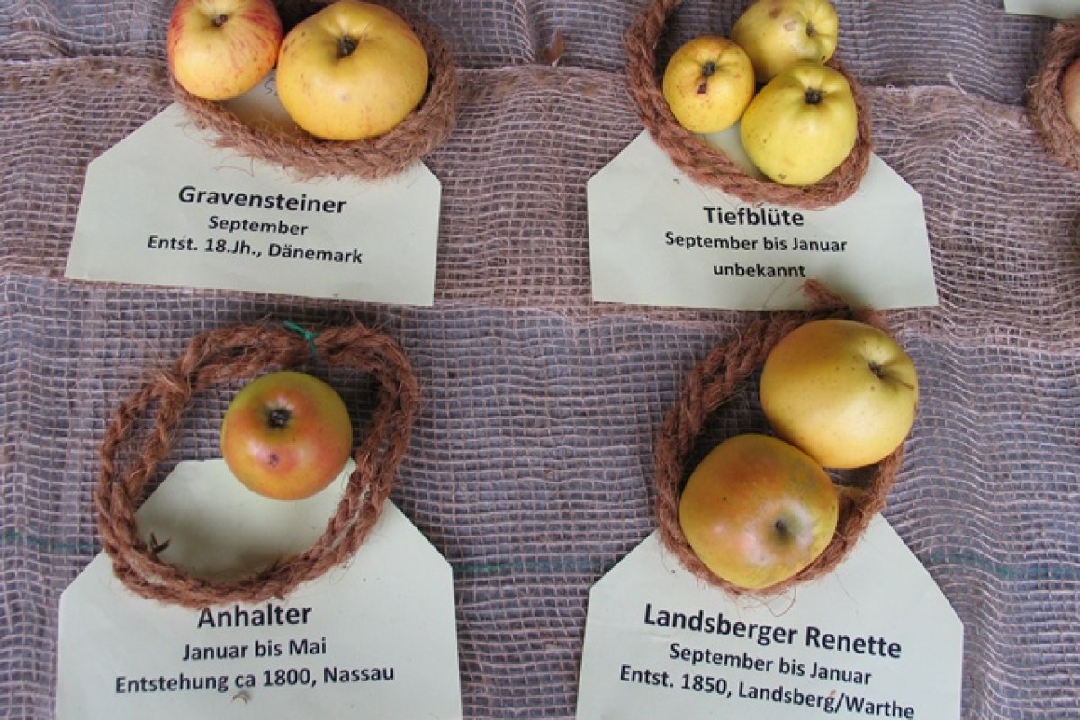 Die Vielfalt unserer Apfelsorten – Sortenschau & Infos / Botanischer ...