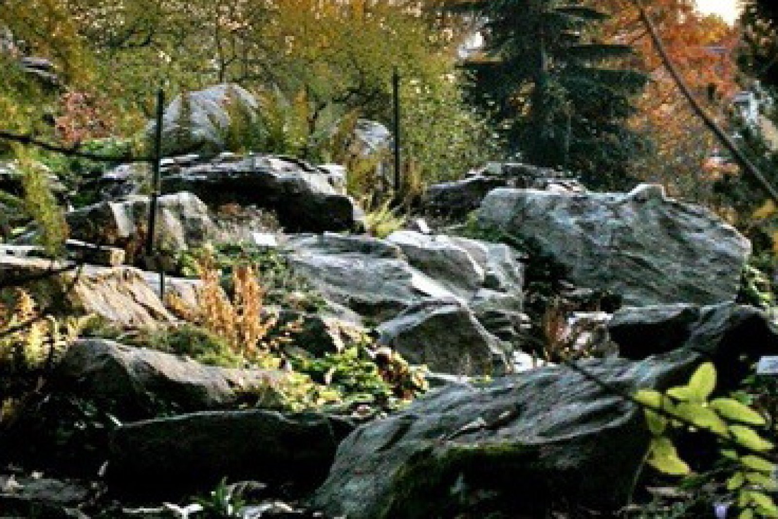 Alpinum / Botanischer Garten Frankfurt