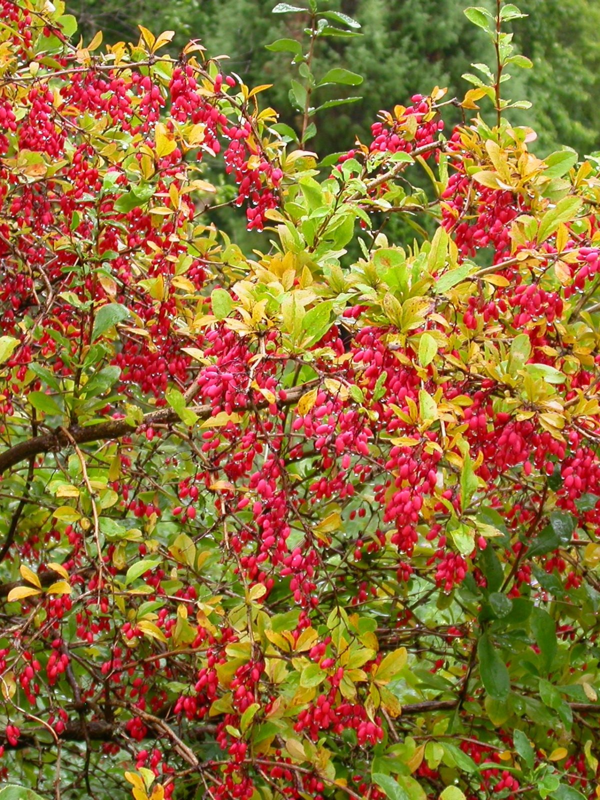 Pflanzen von A - Z / Botanischer Garten Frankfurt