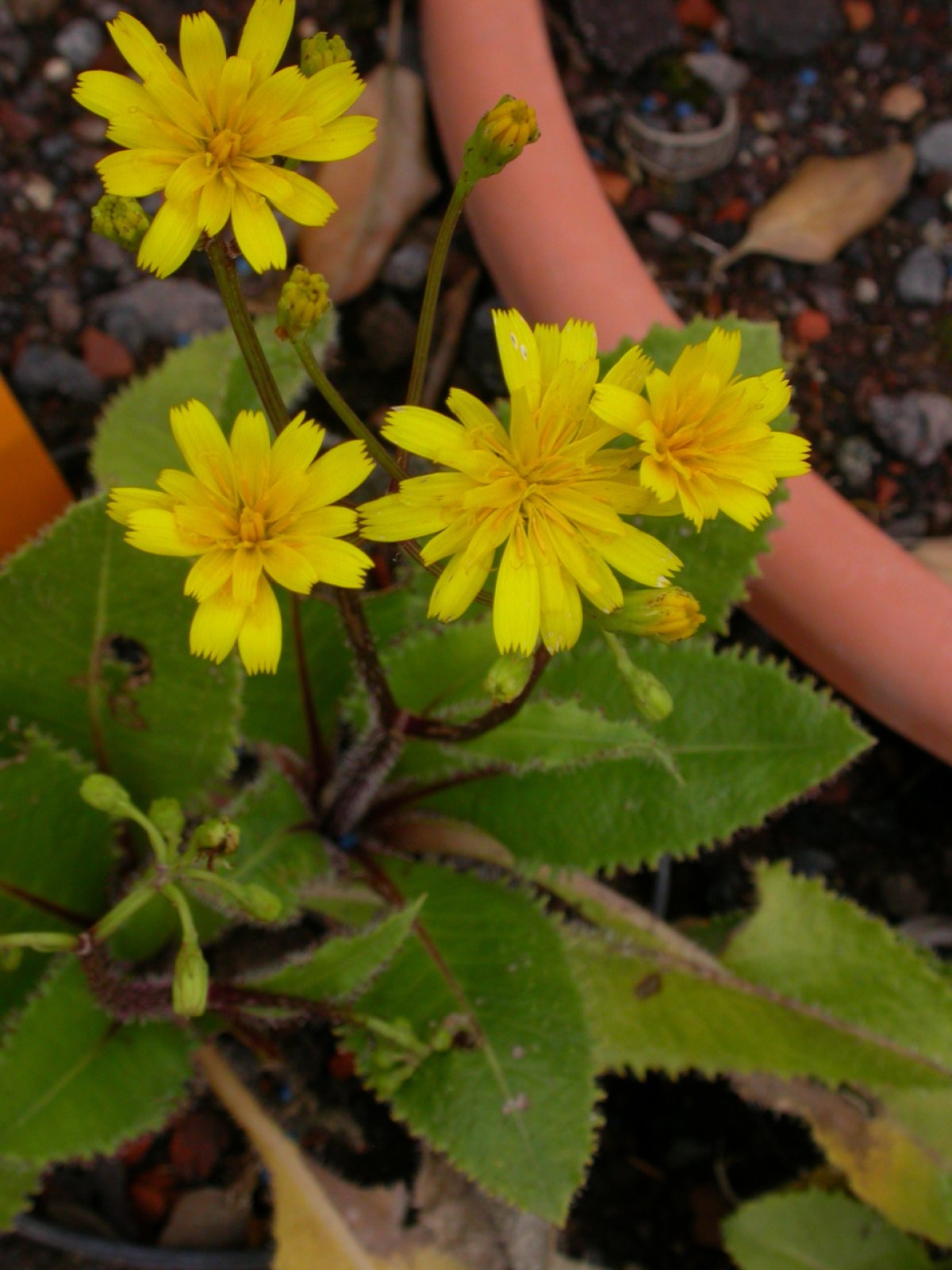 Pflanzen von A - Z / Botanischer Garten Frankfurt