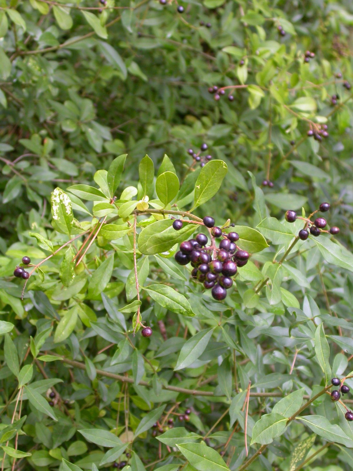 Pflanzen von A - Z / Botanischer Garten Frankfurt