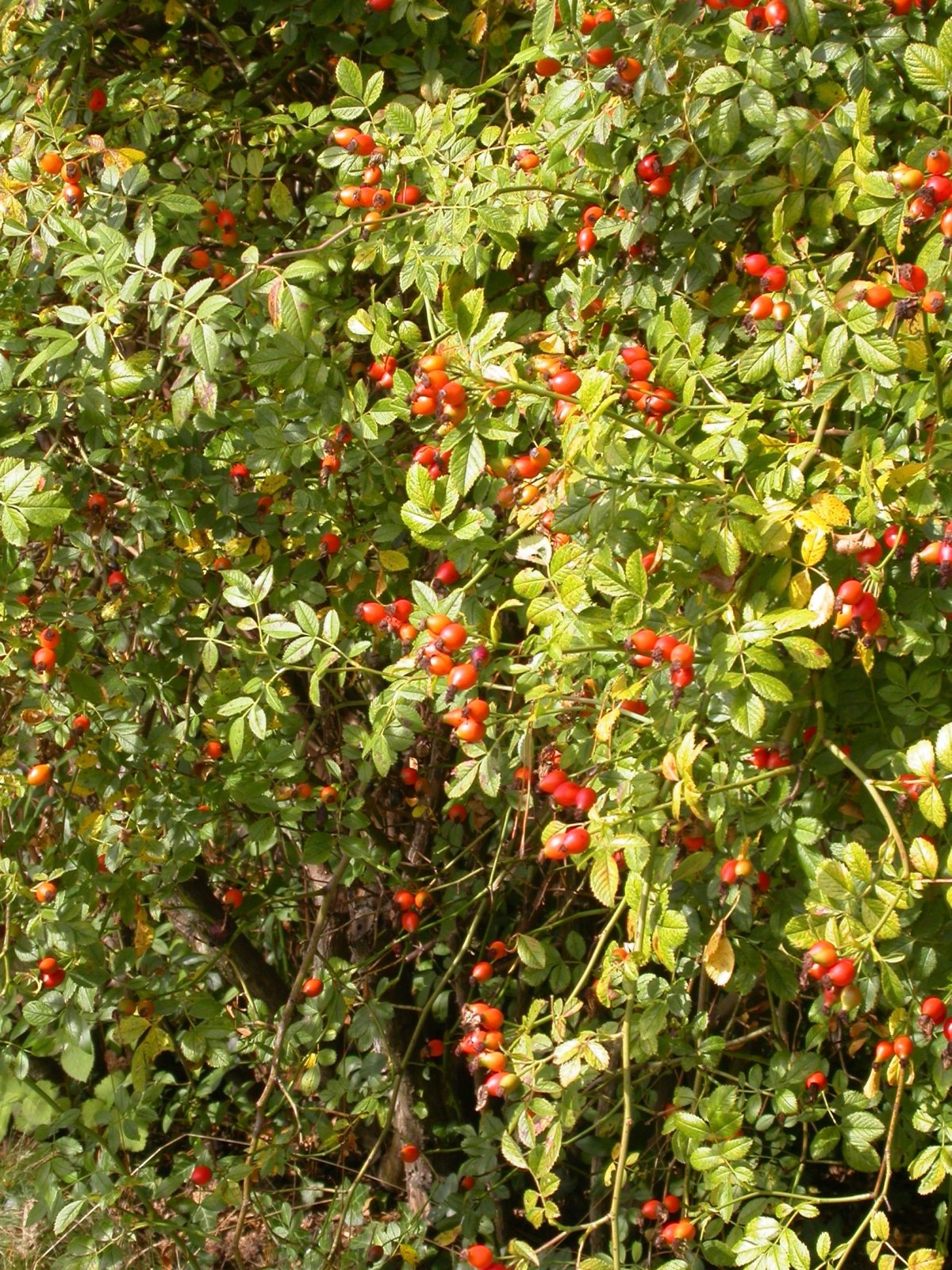 Pflanzen von A - Z / Botanischer Garten Frankfurt