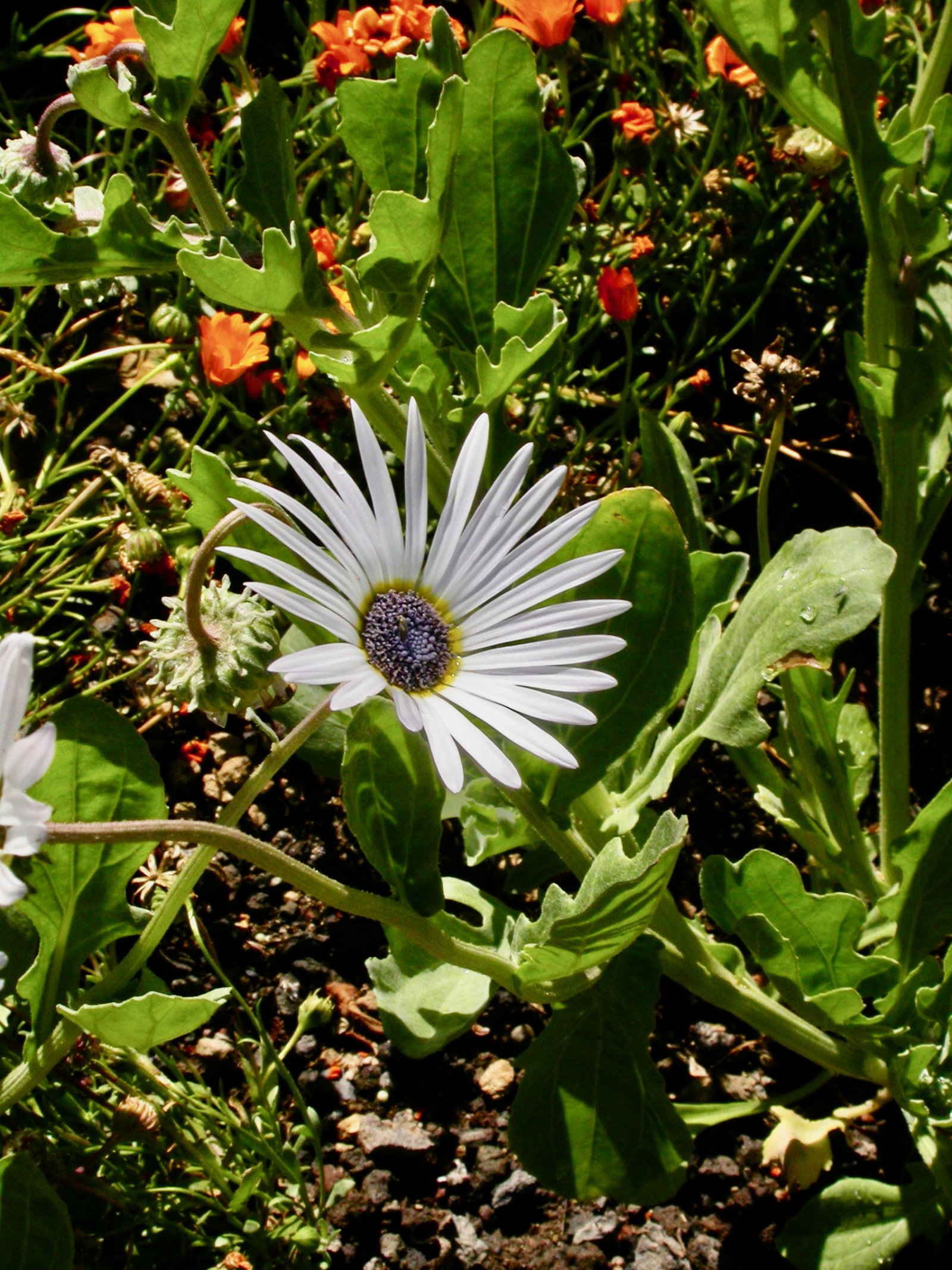 Pflanzen von A - Z / Botanischer Garten Frankfurt