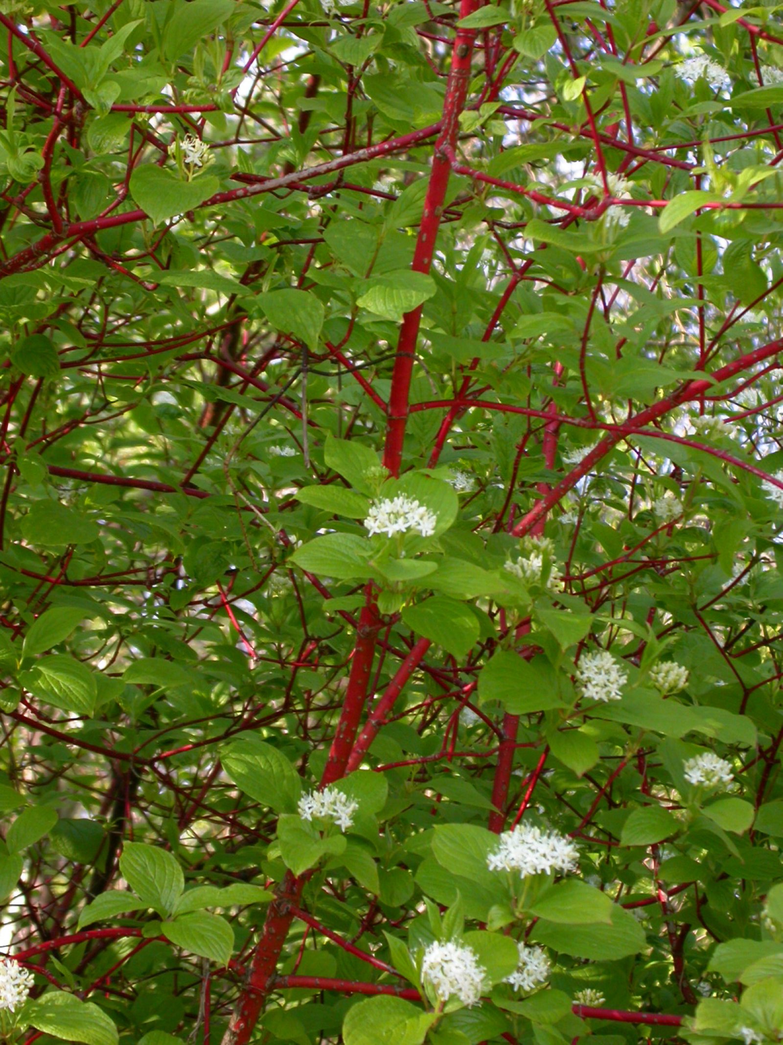 Pflanzen von A - Z / Botanischer Garten Frankfurt