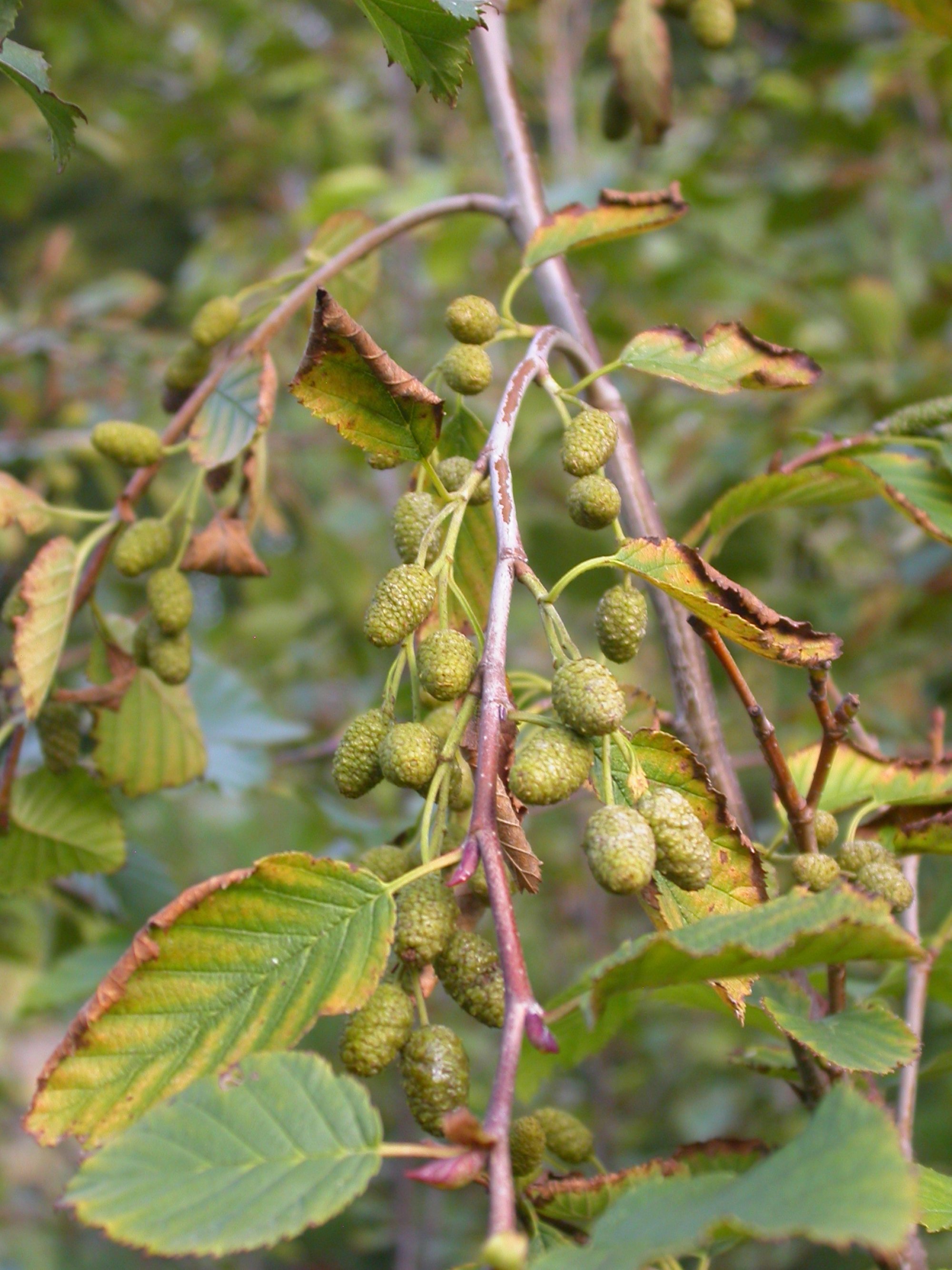 Pflanzen von A - Z / Botanischer Garten Frankfurt