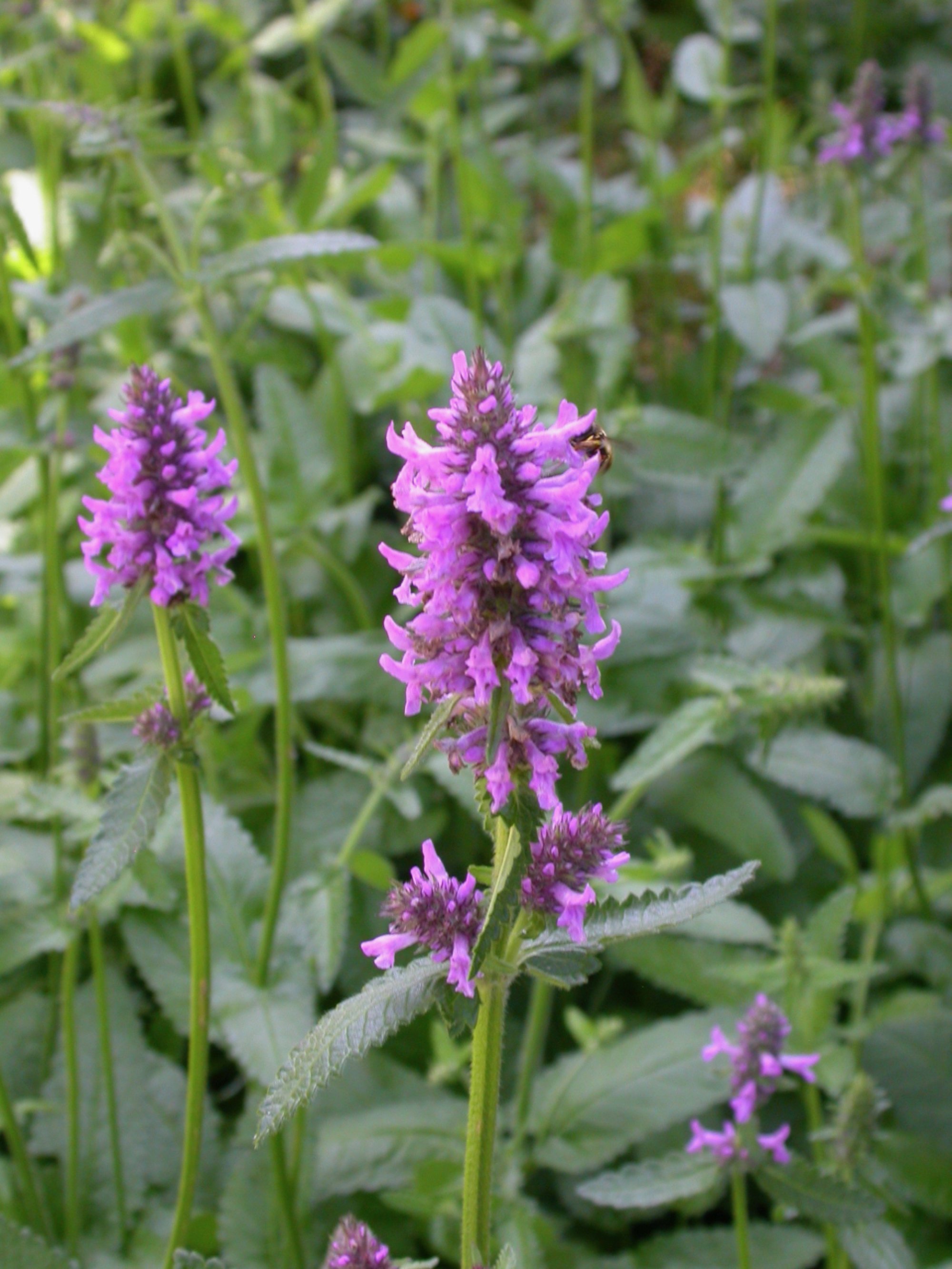 Pflanzen von A - Z / Botanischer Garten Frankfurt