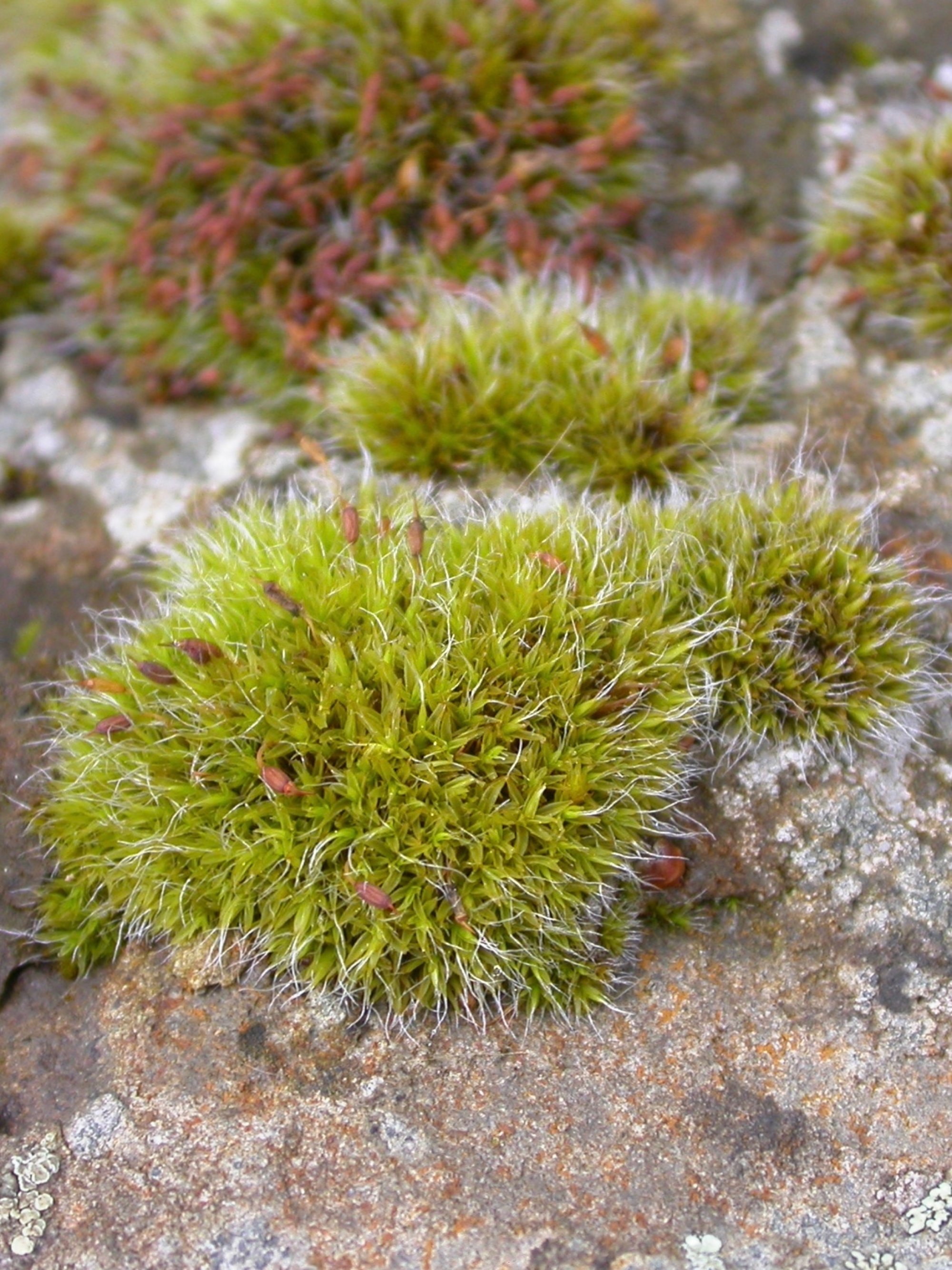 Pflanzen von A - Z / Botanischer Garten Frankfurt