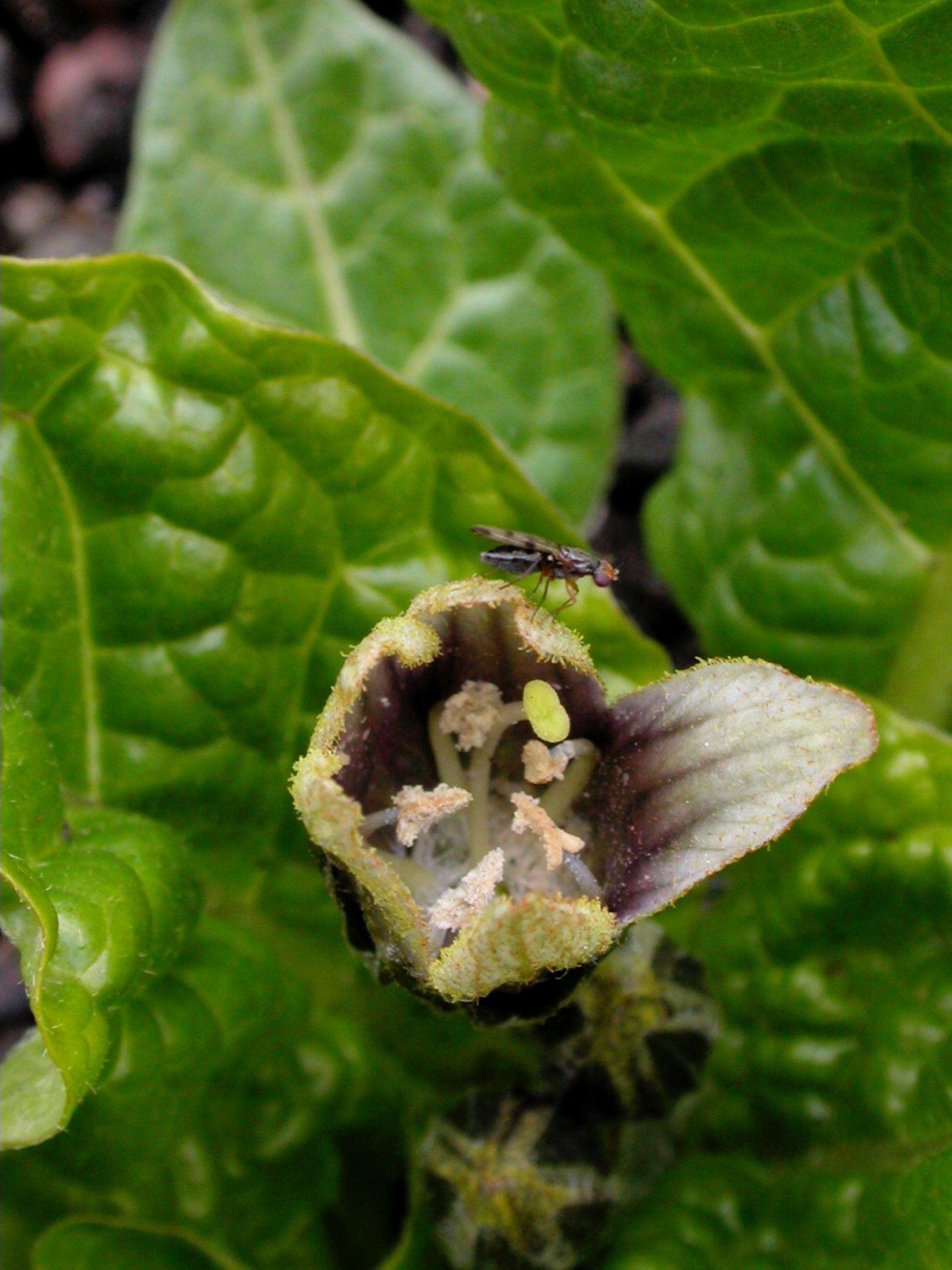Pflanzen von A - Z / Botanischer Garten Frankfurt