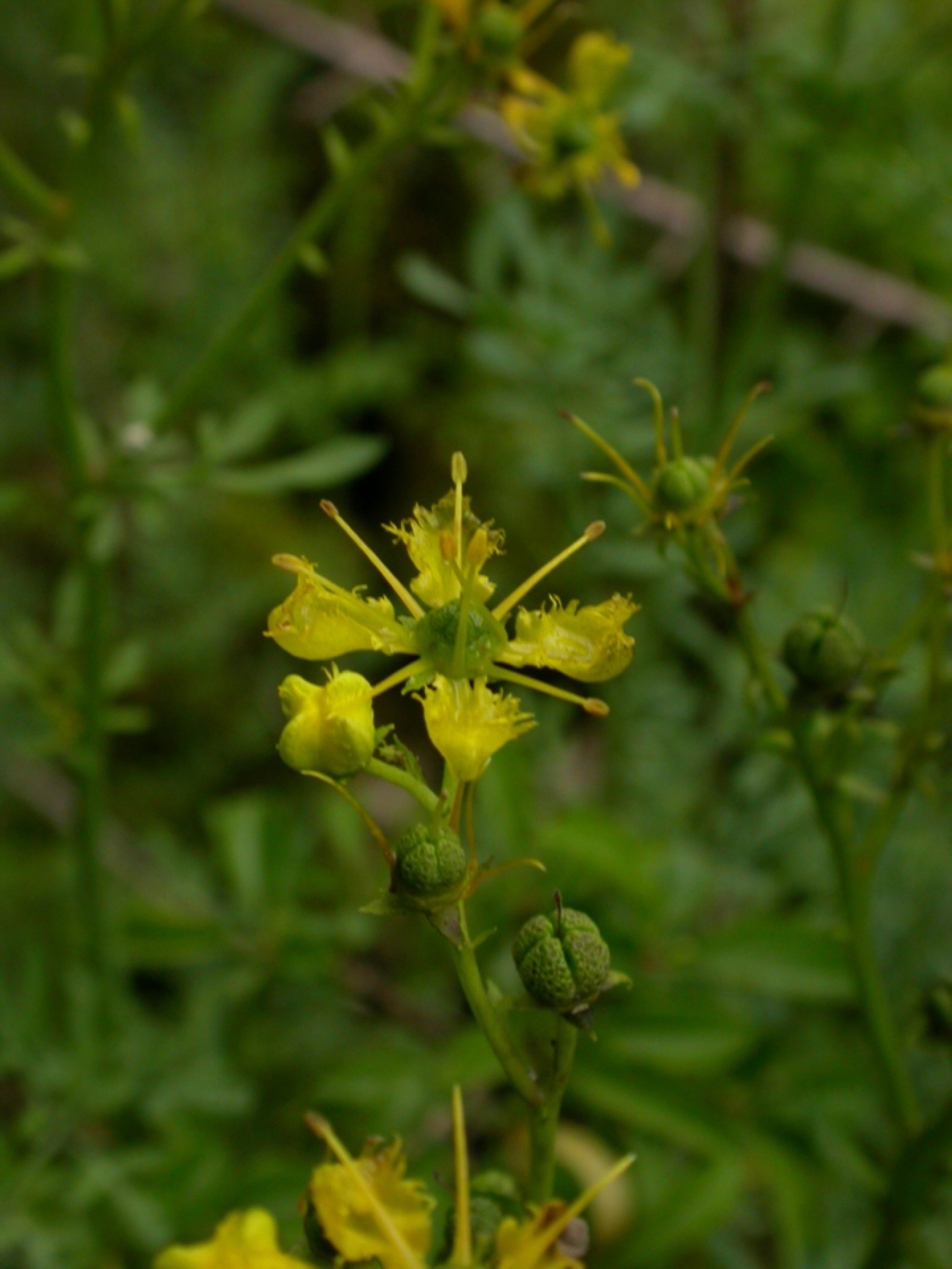 Pflanzen von A - Z / Botanischer Garten Frankfurt