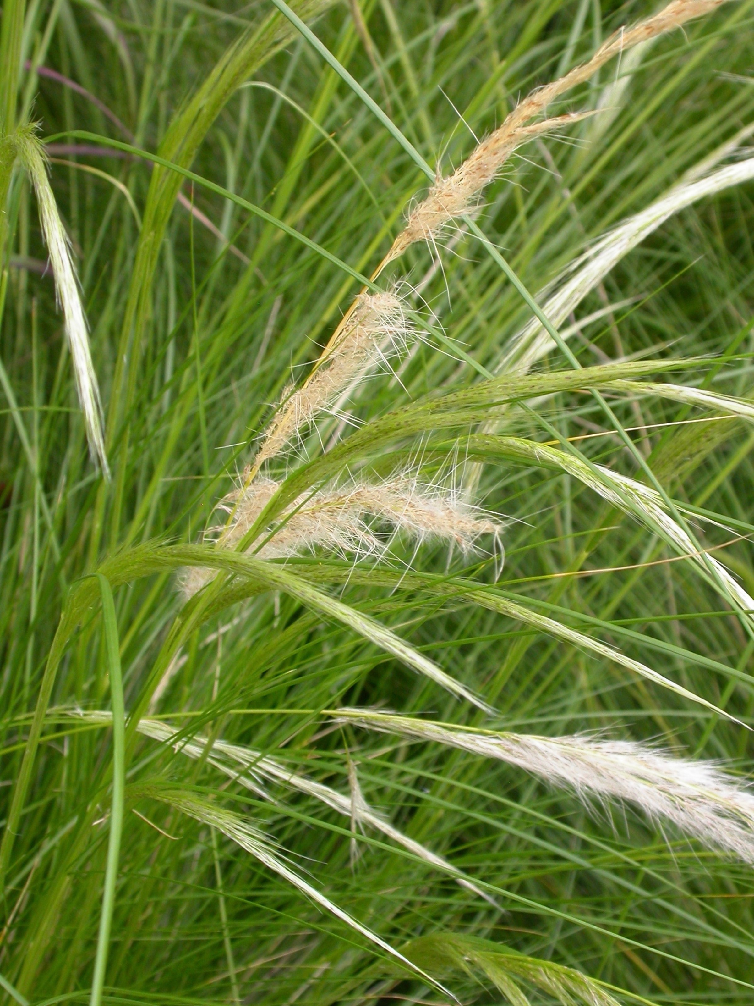 Pflanzen von A - Z / Botanischer Garten Frankfurt