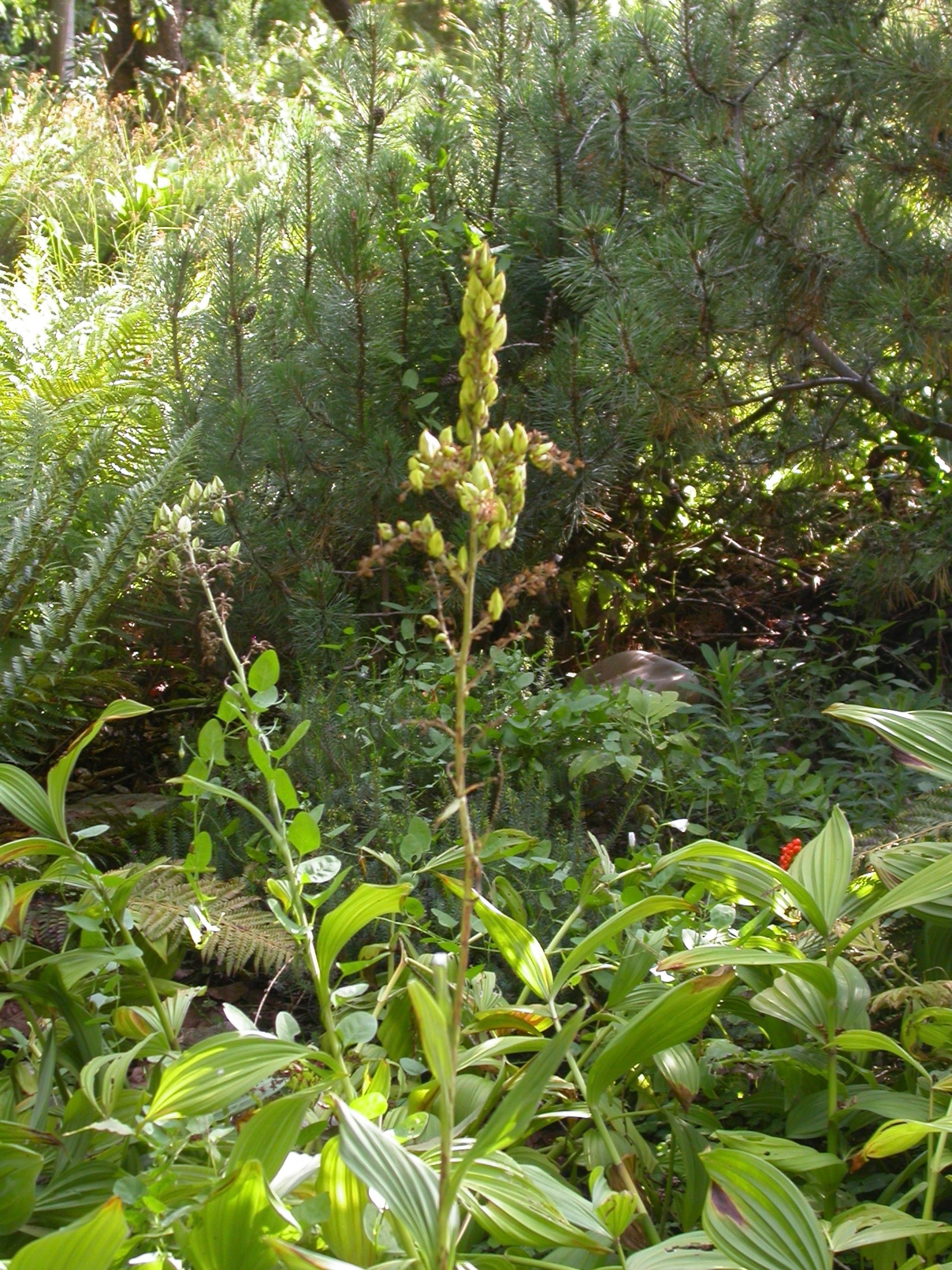 Pflanzen von A - Z / Botanischer Garten Frankfurt