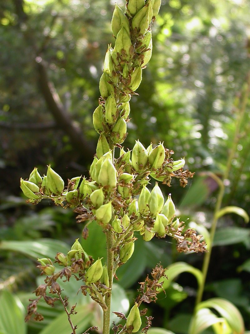 Pflanzen von A - Z / Botanischer Garten Frankfurt